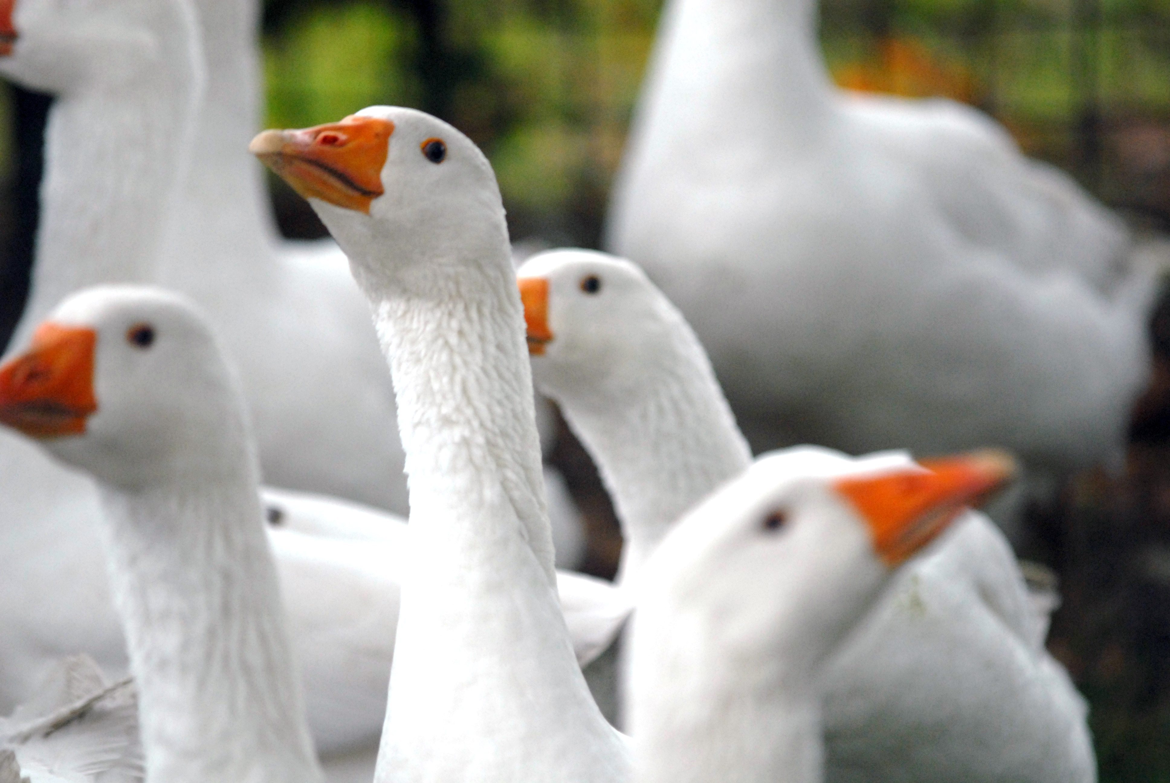 Geflügelpest: 350 Gänse in Delbrück-Boke getötet, Aufstallpflicht für ganzen Kreis Paderborn